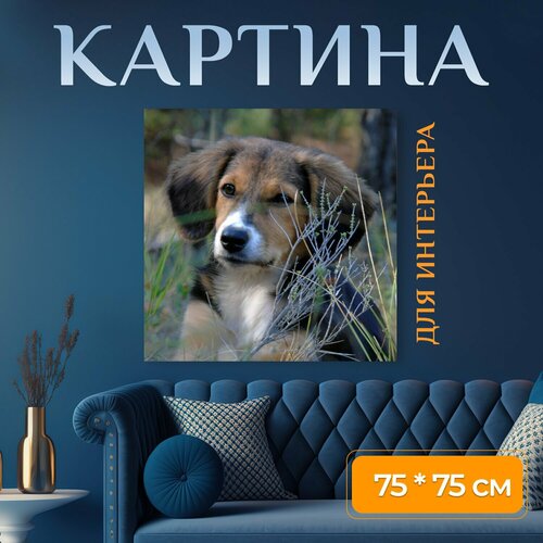 Картина на холсте "Собака, домашний питомец, животное" на подрамнике 75х75 см. для интерьера