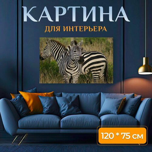 Картина на холсте "Зебра, животные, дикий" на подрамнике 120х75 см. для интерьера