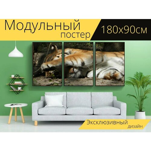 Модульный постер "Сибирский тигр, тигр, зоопарк" 180 x 90 см. для интерьера