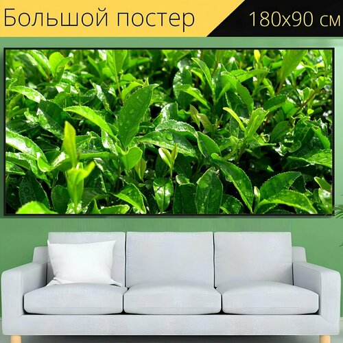 Большой постер "Зеленый чай, зеленый чай плантации, пейзажи" 180 x 90 см. для интерьера