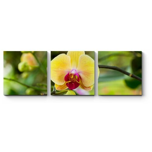 Модульная картина Тропическая орхидея, цветущая в летнем саду 70x23