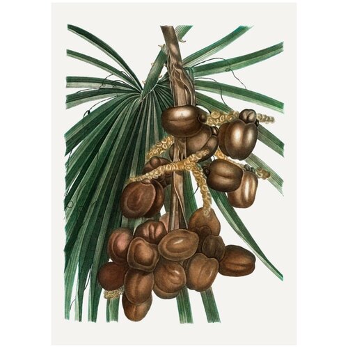 Постер / Плакат / Картина Пальмы - Финиковая пальма 50х70 см в подарочном тубусе