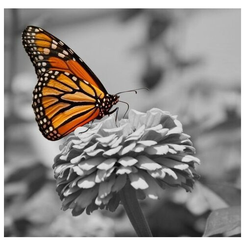 Постер на холсте Бабочка на цветке (Butterfly on a flower) 52см. x 50см.