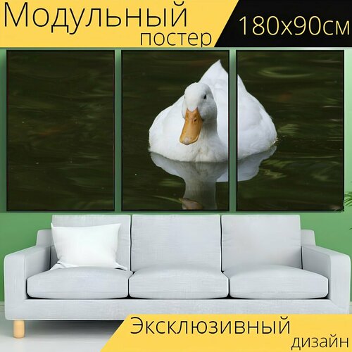 Модульный постер "Утка, птица, фауна" 180 x 90 см. для интерьера