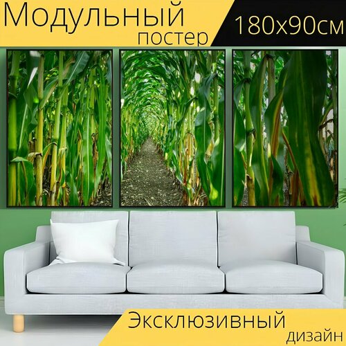 Модульный постер "Кукуруза, кукурузное поле, сельское хозяйство" 180 x 90 см. для интерьера