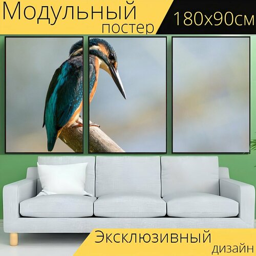Модульный постер "Зимородок, птица, древесина" 180 x 90 см. для интерьера