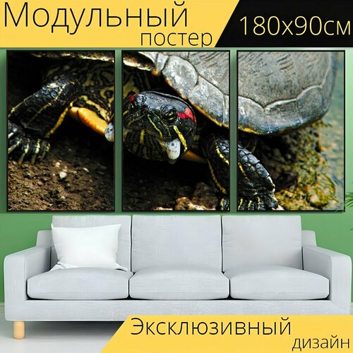 Модульный постер "Черепаха, природа, животное" 180 x 90 см. для интерьера