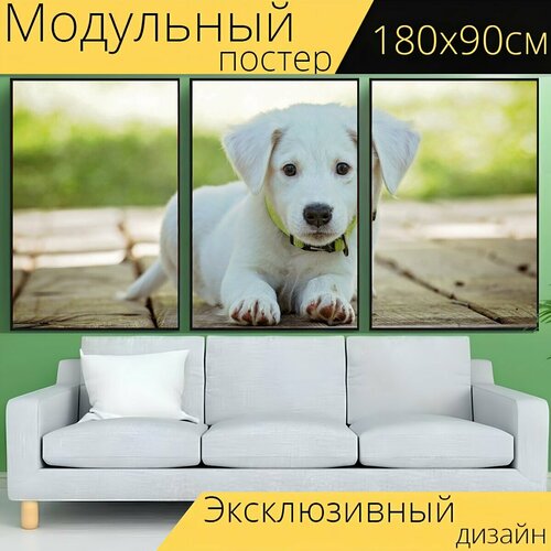 Модульный постер "Щенок, собака, домашний питомец" 180 x 90 см. для интерьера