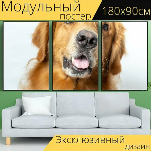 Модульный постер "Золотистый ретривер, собака, животное" 180 x 90 см. для интерьера