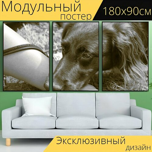 Модульный постер "Собака, портрет собаки, животное" 180 x 90 см. для интерьера