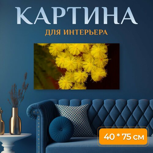 Картина на холсте "Мимоза, цветок, природа" на подрамнике 75х40 см. для интерьера