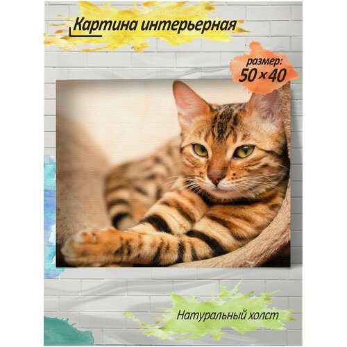 Картина готовая на холсте, 40x50, кошка, c подрамником