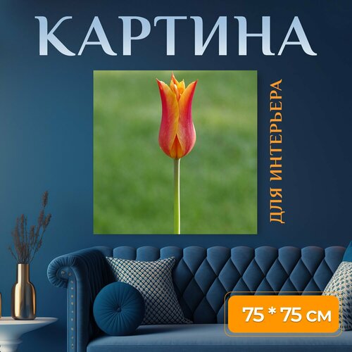 Картина на холсте "Тюльпан, оранжевый, небольшой" на подрамнике 75х75 см. для интерьера