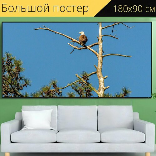 Большой постер "Белоголовый орлан, орел сидит, орел отдыхает" 180 x 90 см. для интерьера