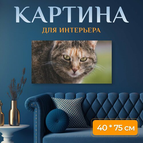 Картина на холсте "Кошка, кошачий, усы" на подрамнике 75х40 см. для интерьера
