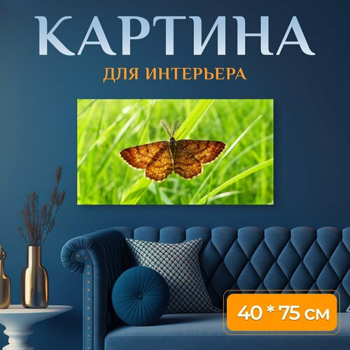 Картина на холсте "Бабочки дневные, природа, насекомое" на подрамнике 75х40 см. для интерьера