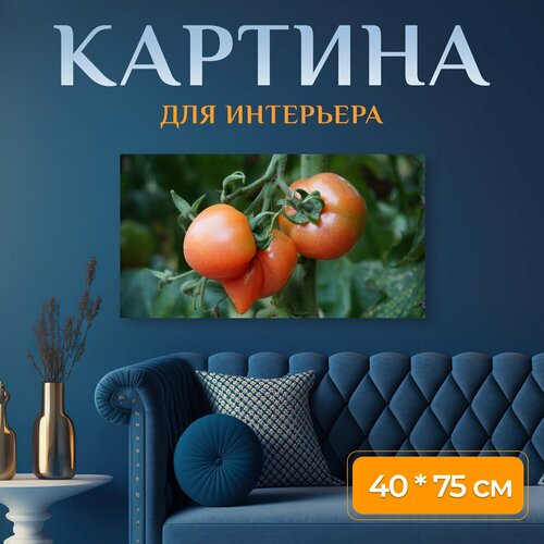 Картина на холсте "Помидоры, свежие помидоры, производить" на подрамнике 75х40 см. для интерьера