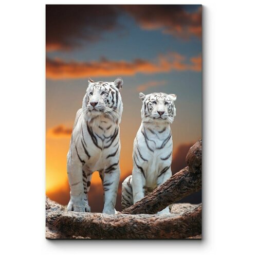Модульная картина Два белых тигра на закате 80x120