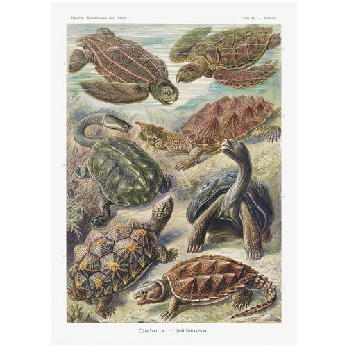 Постер / Плакат / Картина Морские черепахи 60х90 см в подарочном тубусе