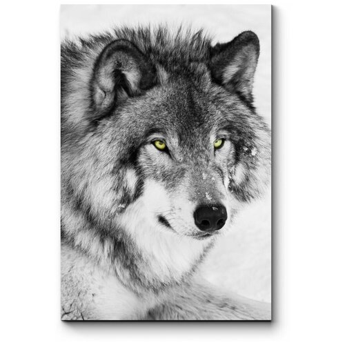 Модульная картина Черно-белый портрет волка 70x105