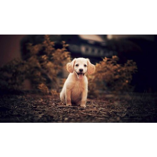 Картина на холсте 60x110 LinxOne "Природа пёсик щенок" интерьерная для дома / на стену / на кухню / с подрамником