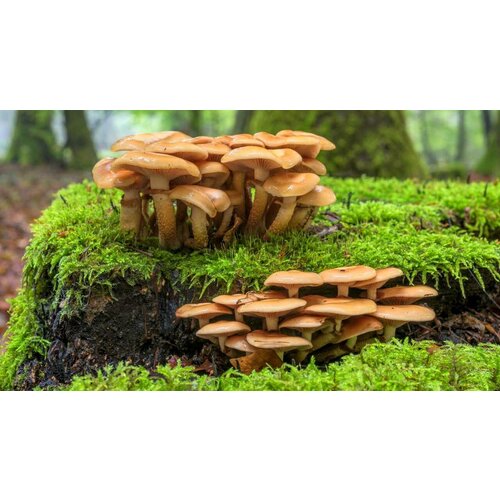 Картина на холсте 110x60 LinxOne "Pholiota mutabilis Леса мха" интерьерная для дома / на стену / на кухню / с подрамником