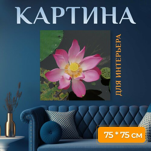 Картина на холсте "Цветок лотоса, цветок, водное растение" на подрамнике 75х75 см. для интерьера