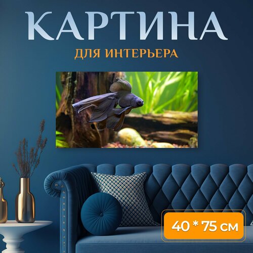 Картина на холсте "Золотая рыбка, рыба, домашние питомцы" на подрамнике 75х40 см. для интерьера