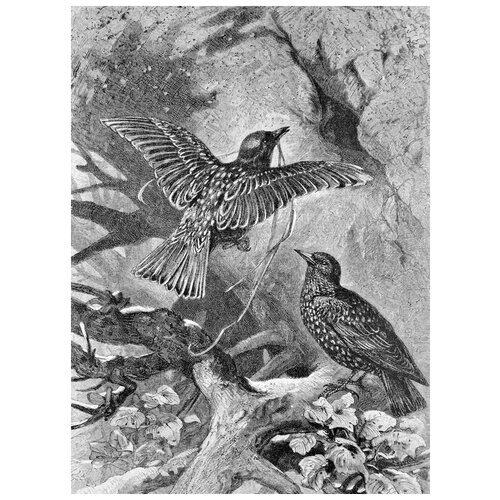 Постер на холсте Птицы (Birds) №36 50см. x 68см.