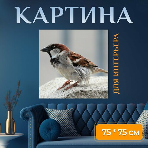 Картина на холсте "Животное, птица, воробей" на подрамнике 75х75 см. для интерьера