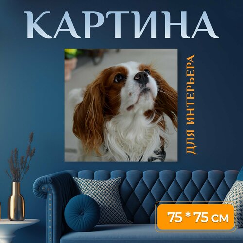 Картина на холсте "Собака, кавалер кинг чарльз спаниель, веселая" на подрамнике 75х75 см. для интерьера