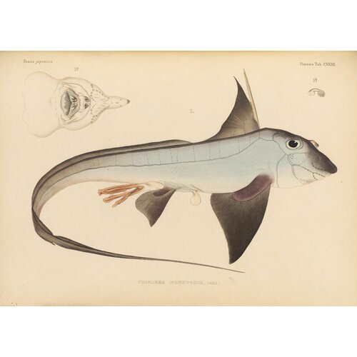Химера, рыбы постер 20 на 30 см, шнур-подвес в подарок