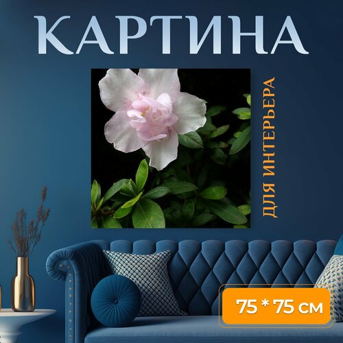 Картина на холсте "Азалия, цветок, бледно розовый" на подрамнике 75х75 см. для интерьера