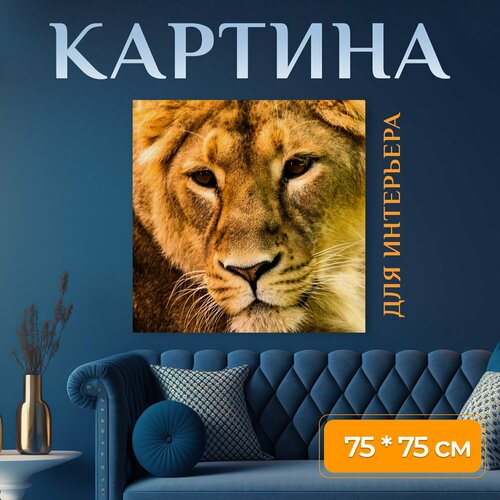 Картина на холсте "Животное, хищник, лев" на подрамнике 75х75 см. для интерьера
