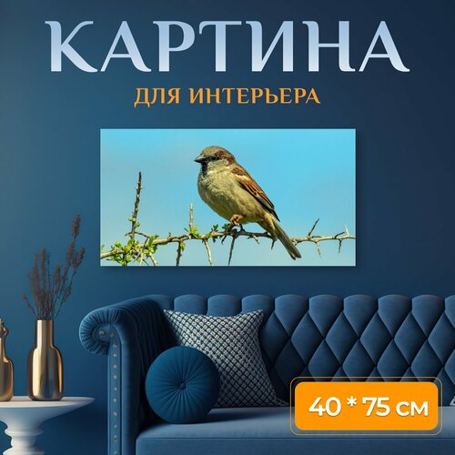 Картина на холсте "Воробей, птица, животное" на подрамнике 75х40 см. для интерьера