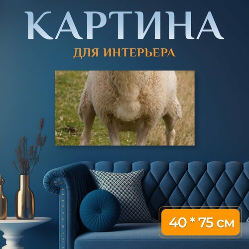 Картина на холсте "Овец, животное, шерсть" на подрамнике 75х40 см. для интерьера