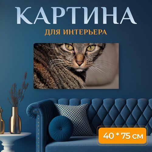 Картина на холсте "Кошка, кошачий, животное" на подрамнике 75х40 см. для интерьера