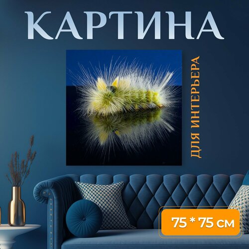 Картина на холсте "Гусеница, волосатый, колючий" на подрамнике 75х75 см. для интерьера