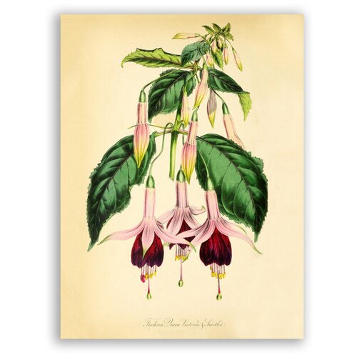 Гравюра Постер на бумаге / Fuchsia Queen Victoria