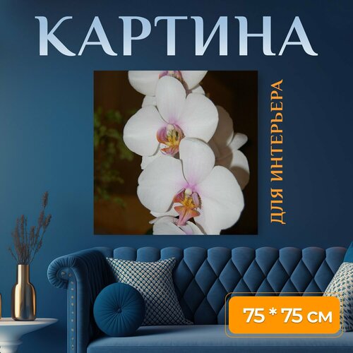 Картина на холсте "Орхидея, завод, блум" на подрамнике 75х75 см. для интерьера