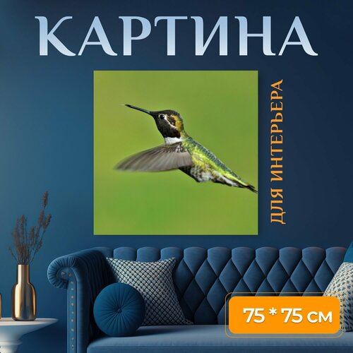 Картина на холсте "Руфус, колибри, птица" на подрамнике 75х75 см. для интерьера