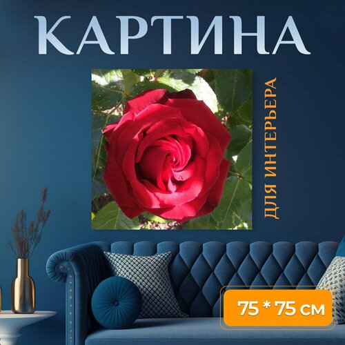 Картина на холсте "Роза, цветок, цвести" на подрамнике 75х75 см. для интерьера