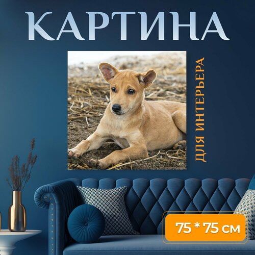 Картина на холсте "Собака, щенок, домашний питомец" на подрамнике 75х75 см. для интерьера