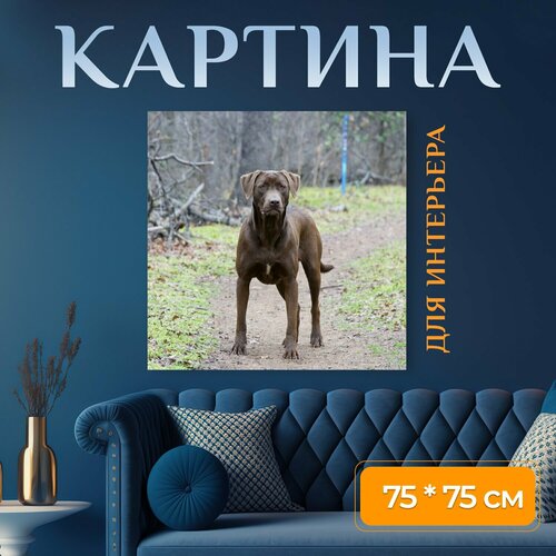 Картина на холсте "Собака, ретривер, лабрадор" на подрамнике 75х75 см. для интерьера