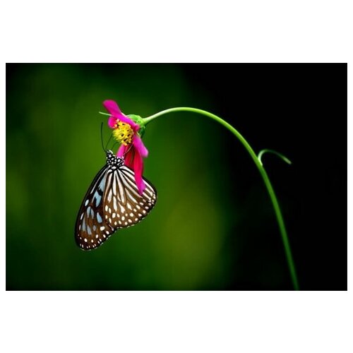 Постер на холсте Бабочка (Butterfly) №9 45см. x 30см.