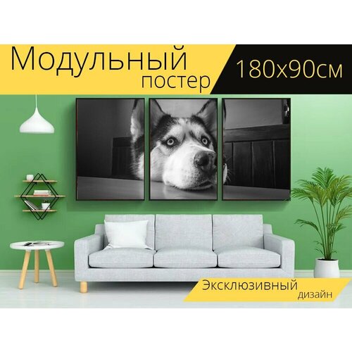 Модульный постер "Сибирский хаски, хаски, собака" 180 x 90 см. для интерьера
