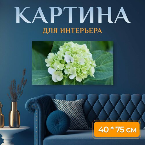 Картина на холсте "Гортензия, цветы, завод" на подрамнике 75х40 см. для интерьера