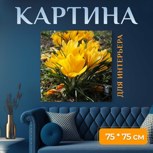 Картина на холсте "Крокусы, крокус, цветок" на подрамнике 75х75 см. для интерьера