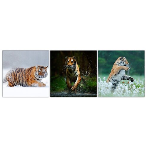 Картина модульная / Картина на стену / картина интерьерная "Тигры", 25х75см - Крепления в подарок