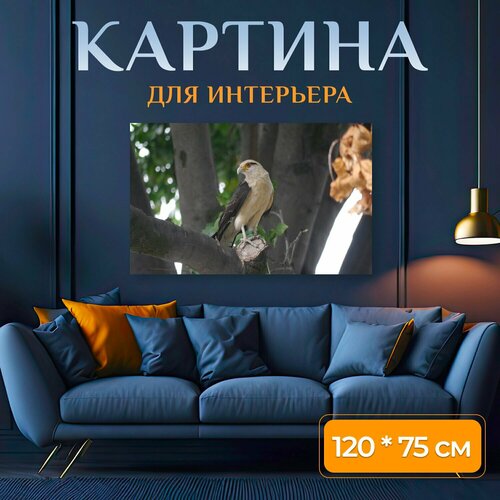 Картина на холсте "Птица, перепелятник, дикие" на подрамнике 120х75 см. для интерьера